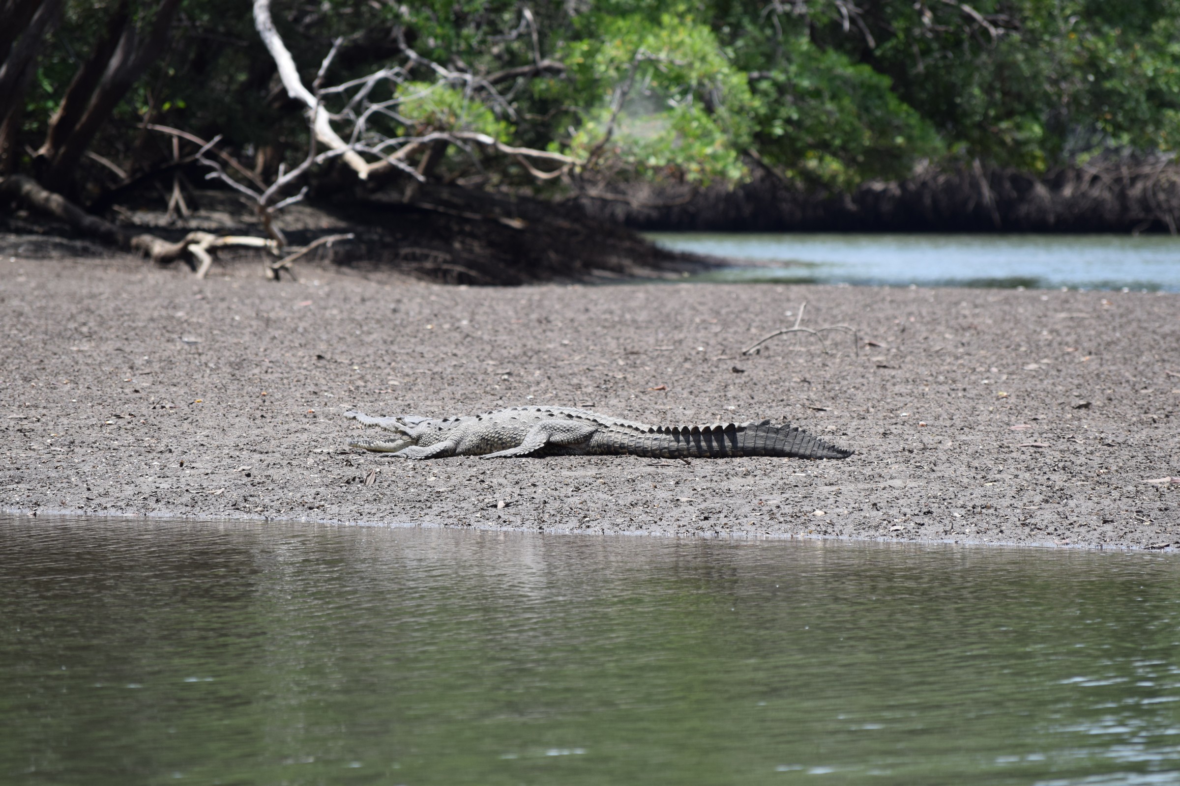 The unusual wildlife and unforgettable sunsets of Tamarindo, Costa Rica ...